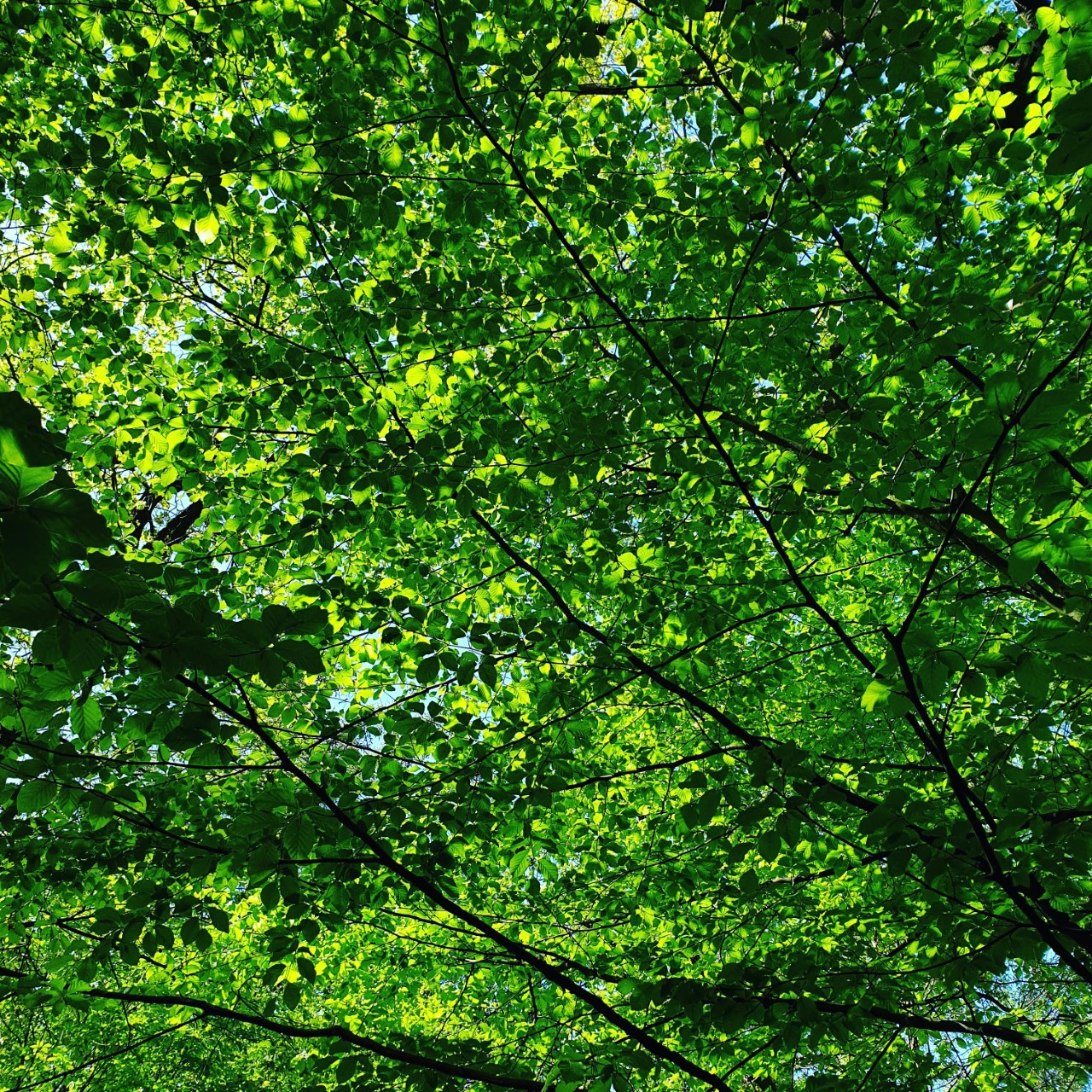 Yoga – Nanda van Praag (home)